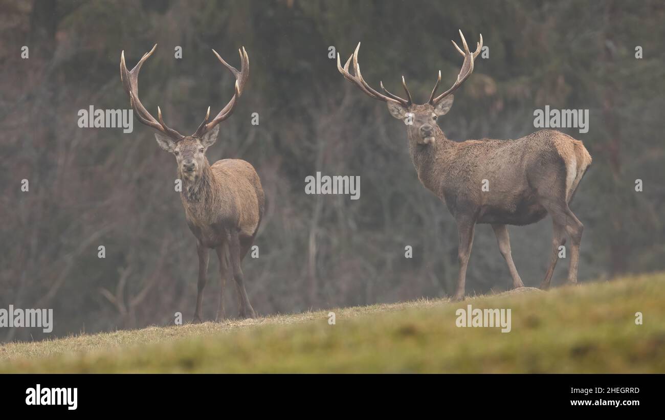 Two stags standing on hi-res stock photography and images - Alamy