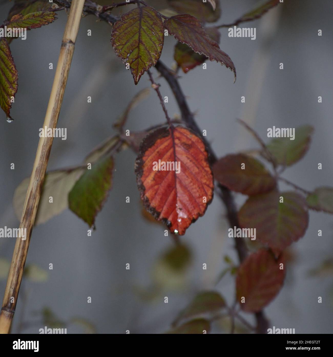 Bramble Twig High Resolution Stock Photography and Images - Alamy