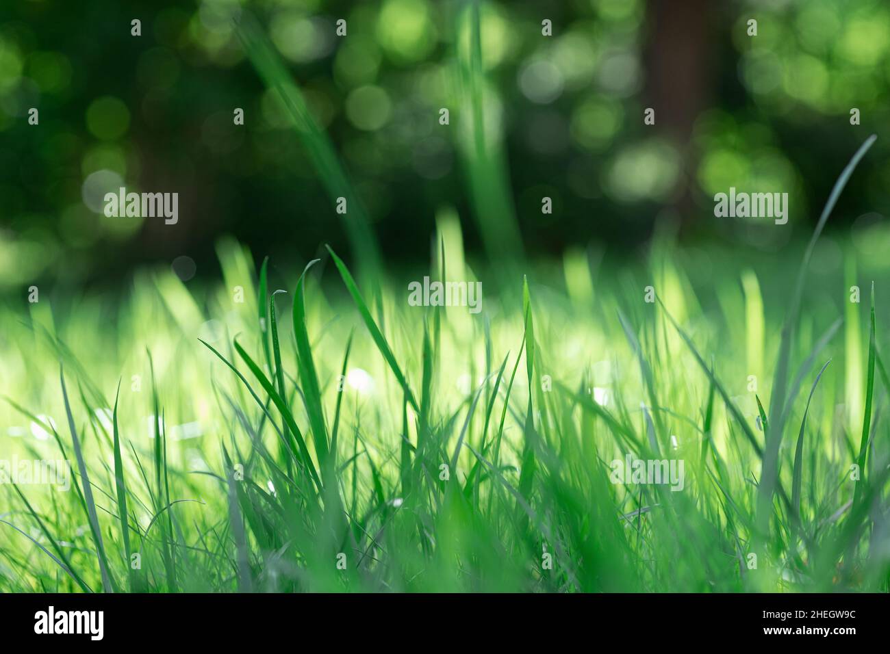 Background with blurred green grass growing on meadow in forest with ...