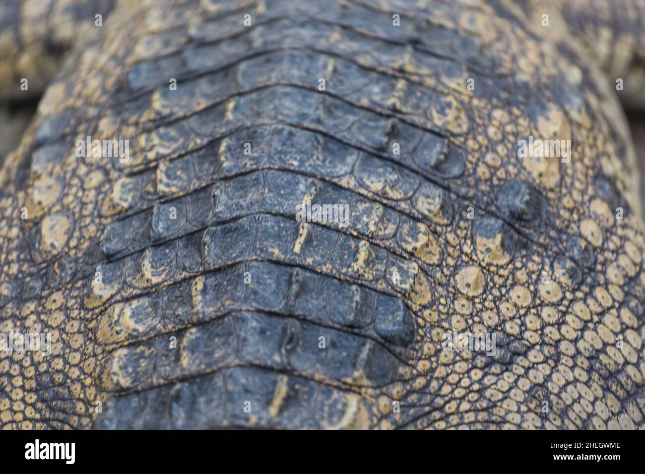 Crocodile skin texture hi-res stock photography and images - Alamy