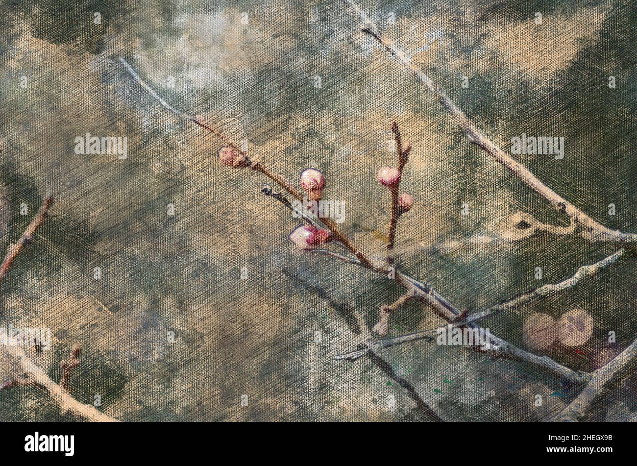 Cherry tree branches with swelling buds. Spring blossom trees in an ...