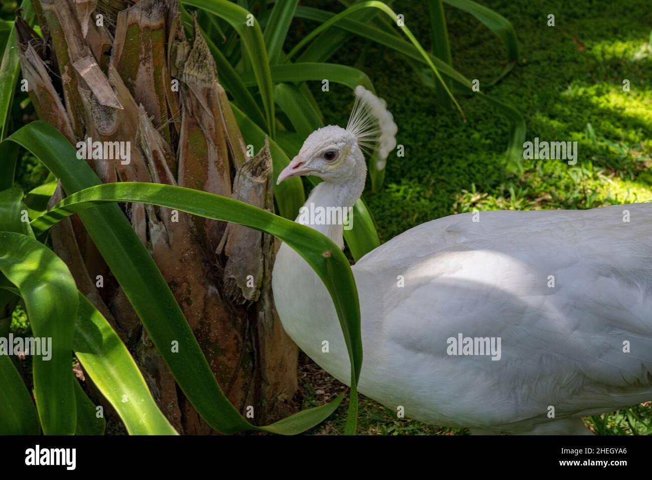The common peacock is a species of galliform bird in the Phasianidae ...