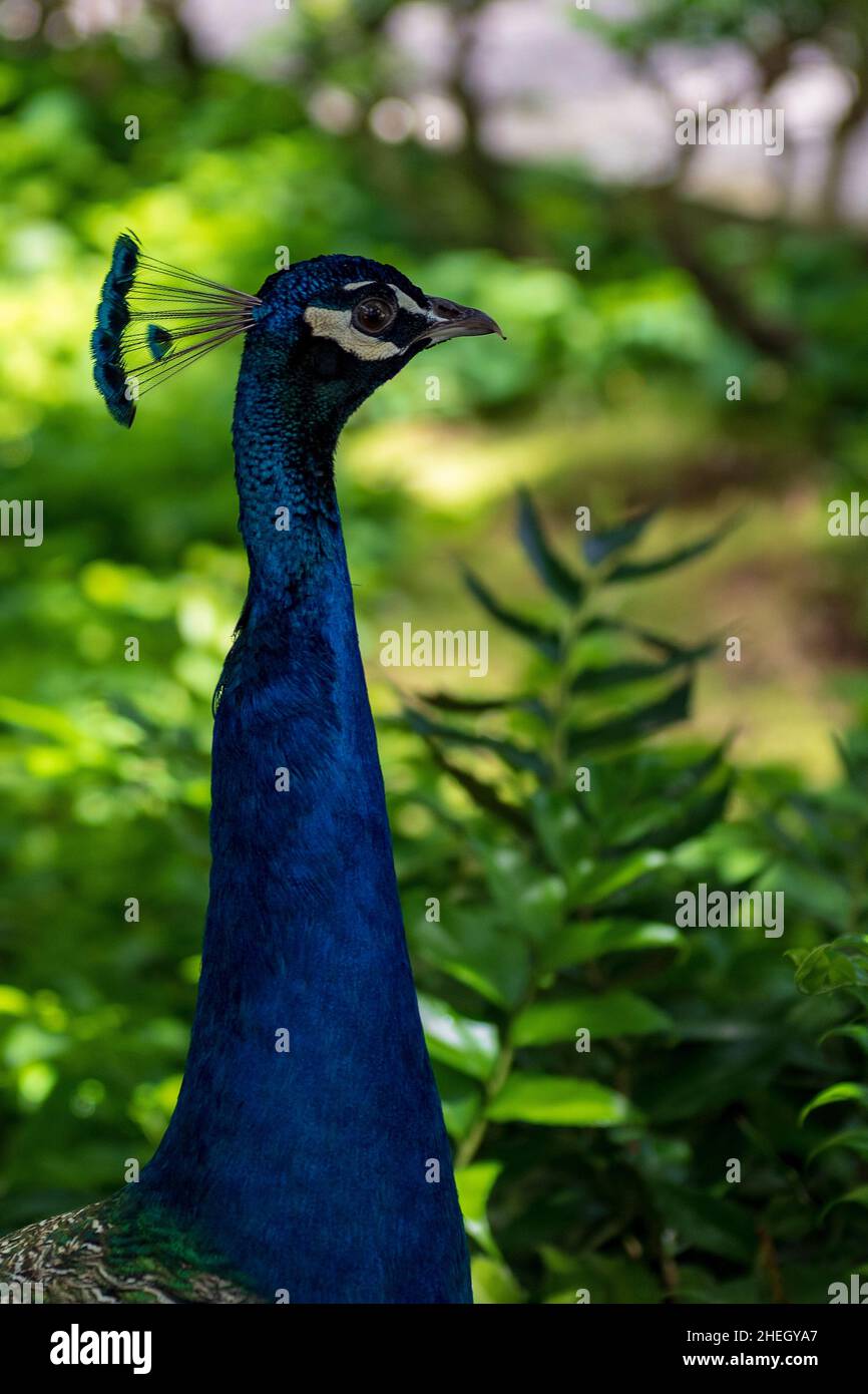 The common peacock is a species of galliform bird in the Phasianidae ...