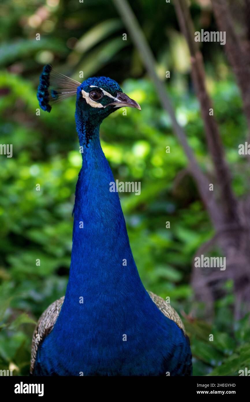 The common peacock is a species of galliform bird in the Phasianidae ...