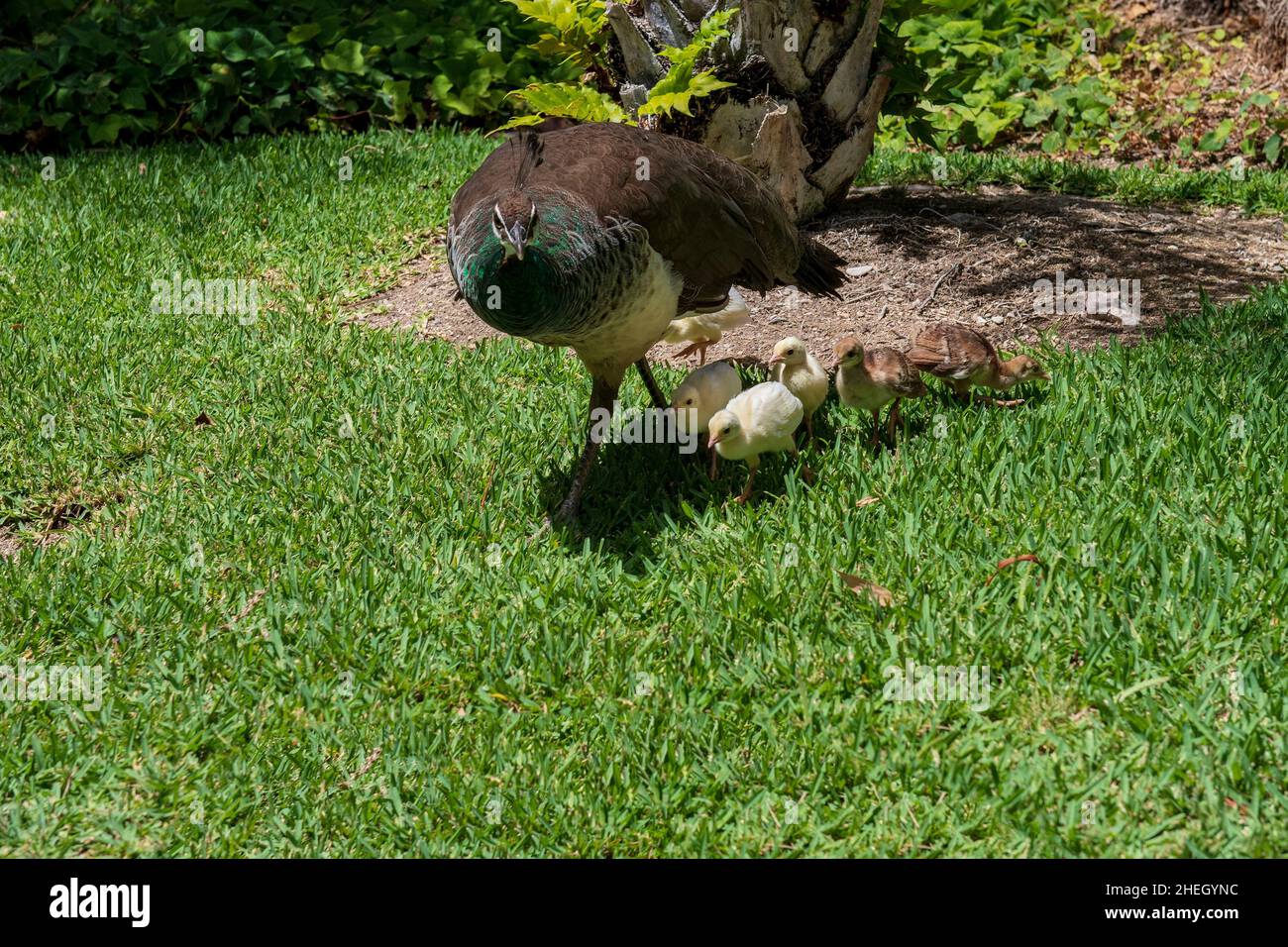 The common peacock is a species of galliform bird in the Phasianidae ...