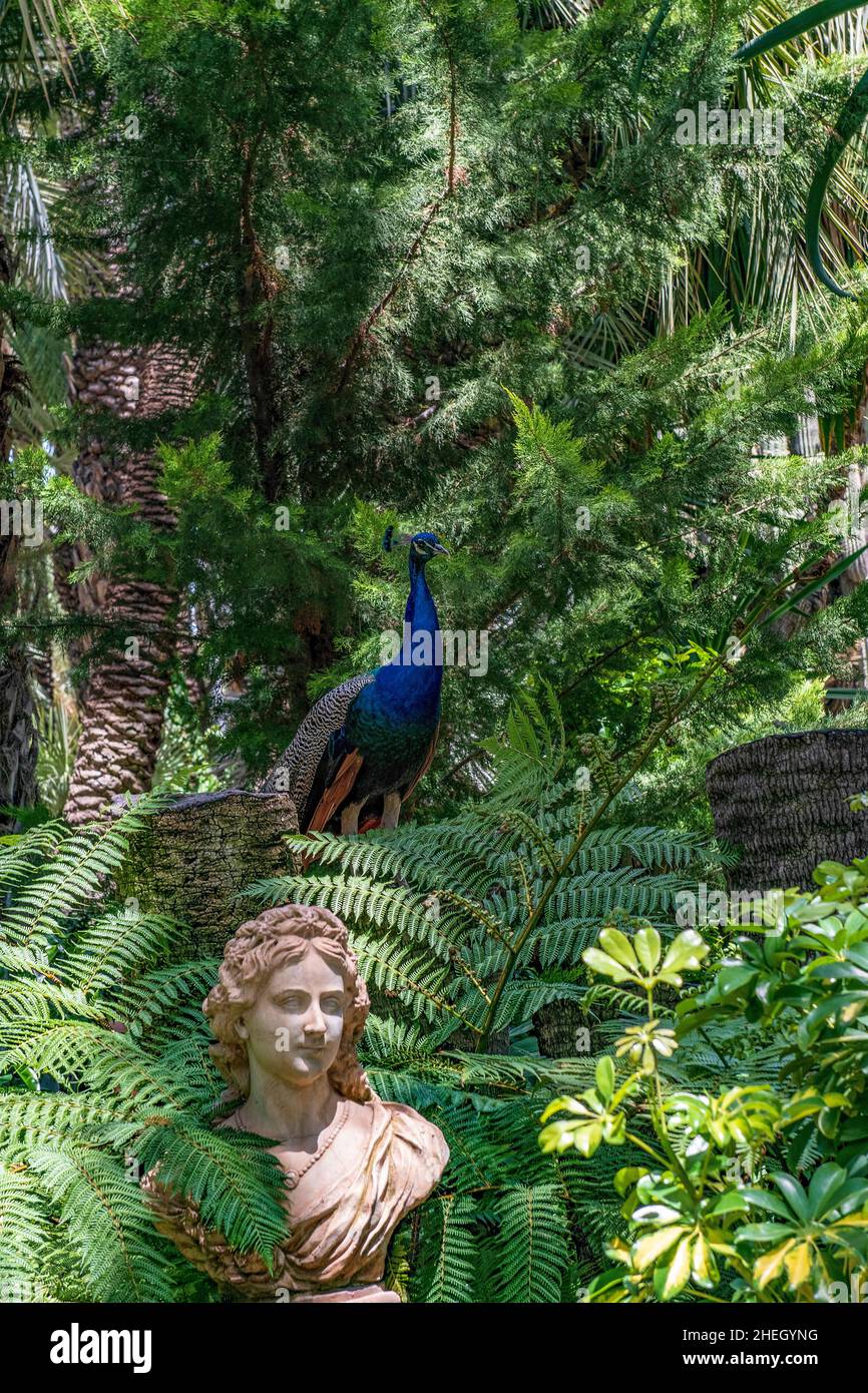 The common peacock is a species of galliform bird in the Phasianidae ...