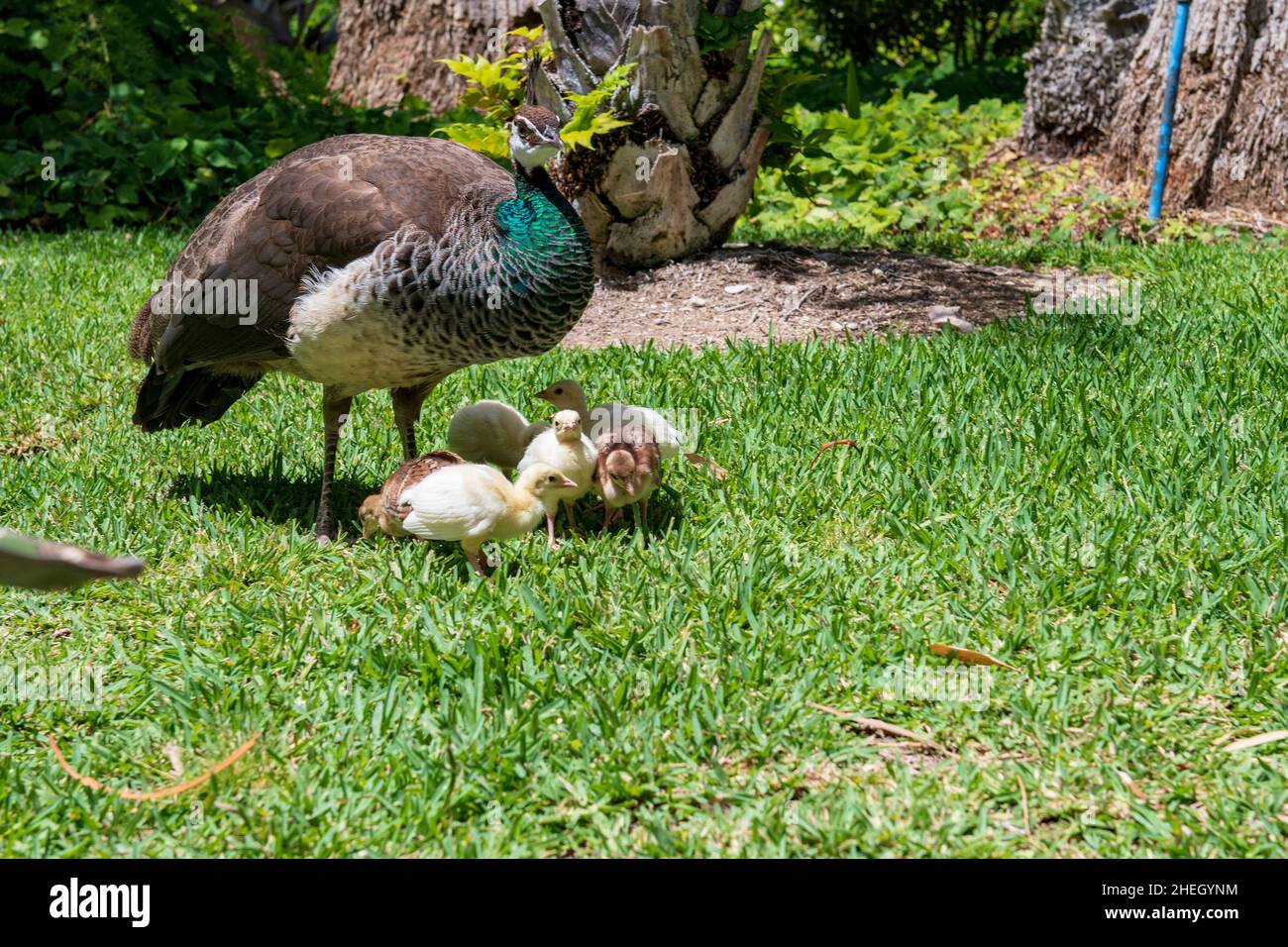 The common peacock is a species of galliform bird in the Phasianidae ...