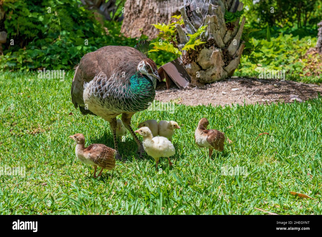 The common peacock is a species of galliform bird in the Phasianidae ...