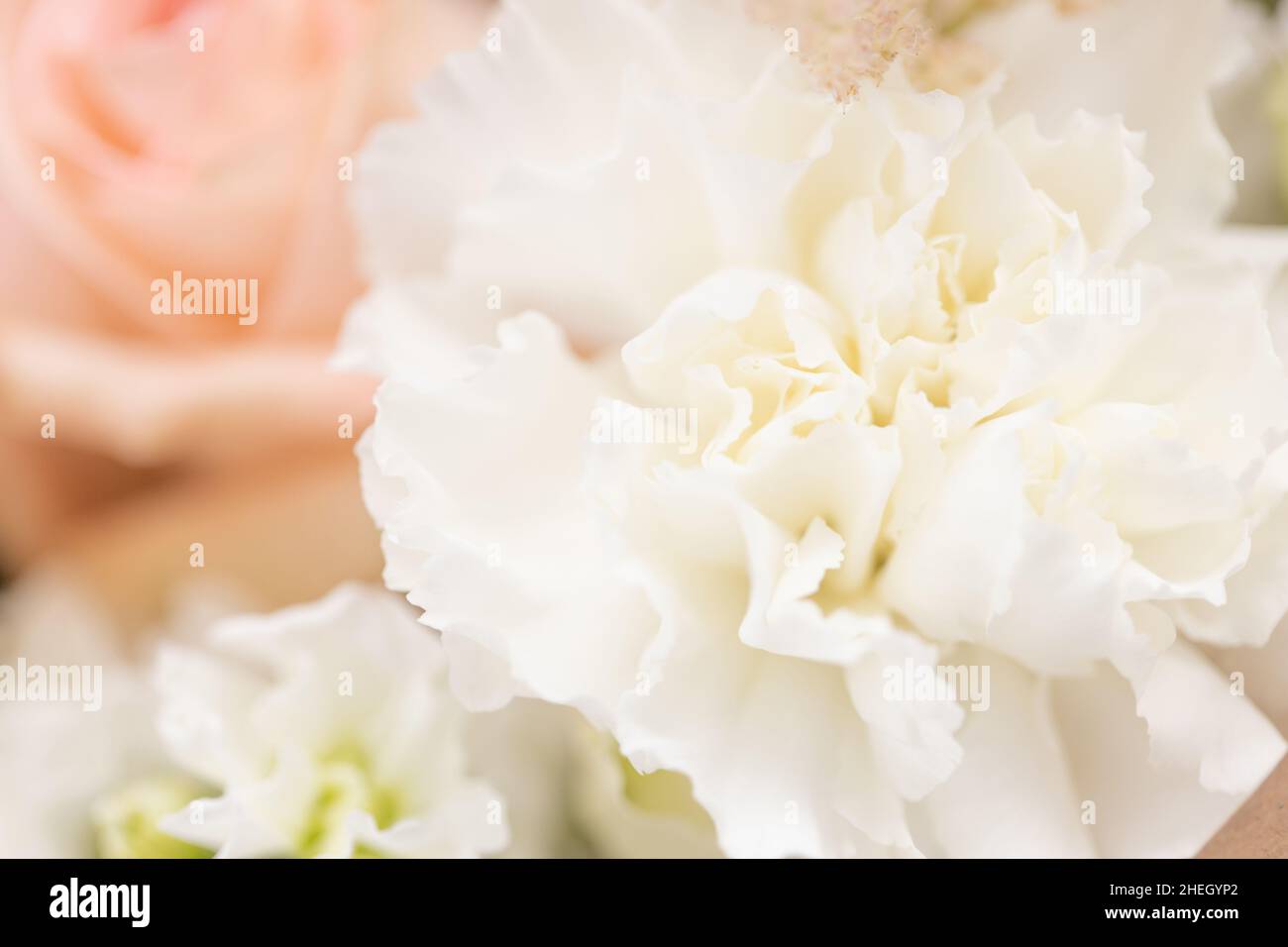 Carnation color hi-res stock photography and images - Alamy