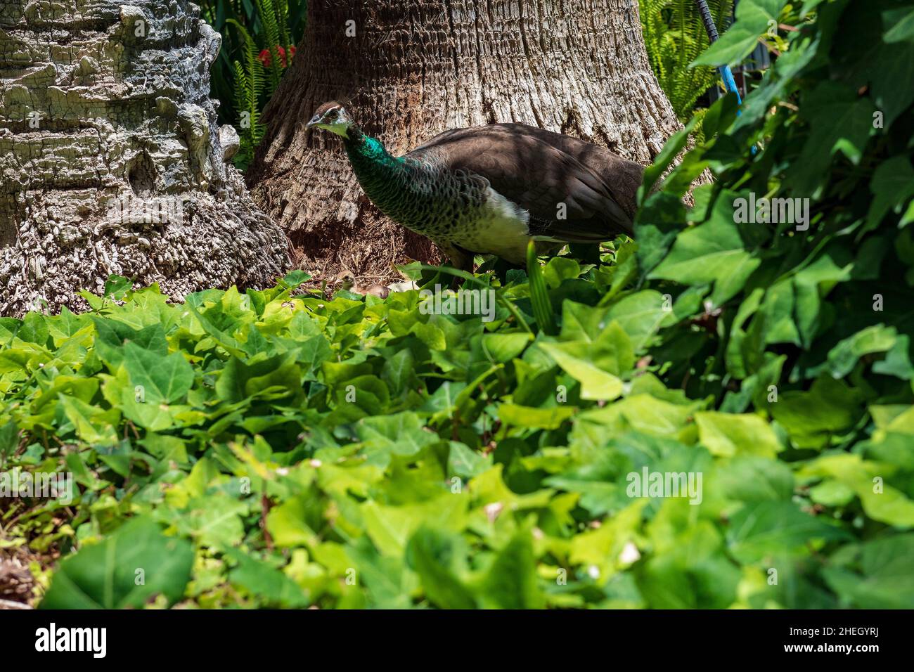 The common peacock is a species of galliform bird in the Phasianidae ...
