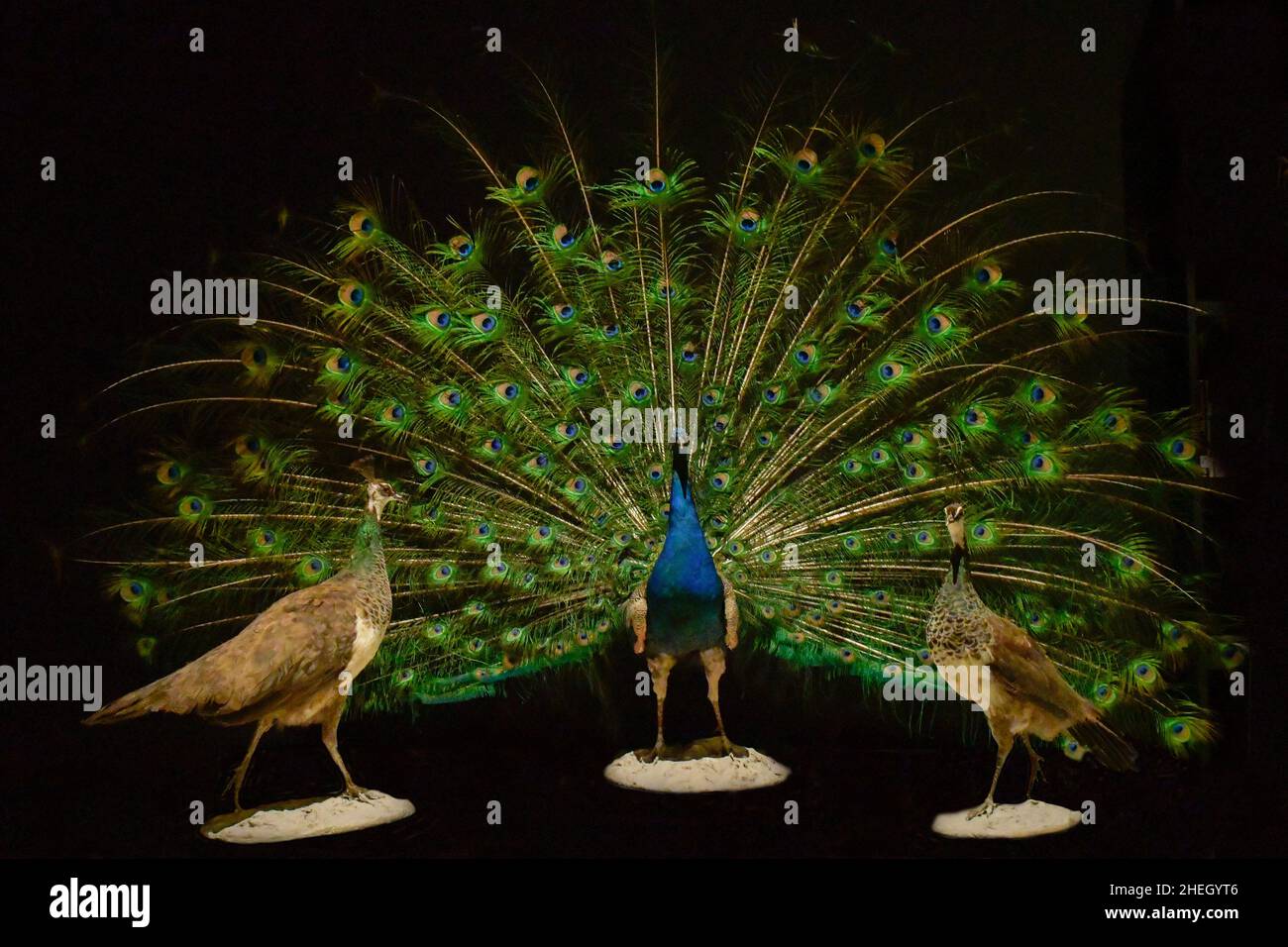 The common peacock is a species of galliform bird in the Phasianidae ...