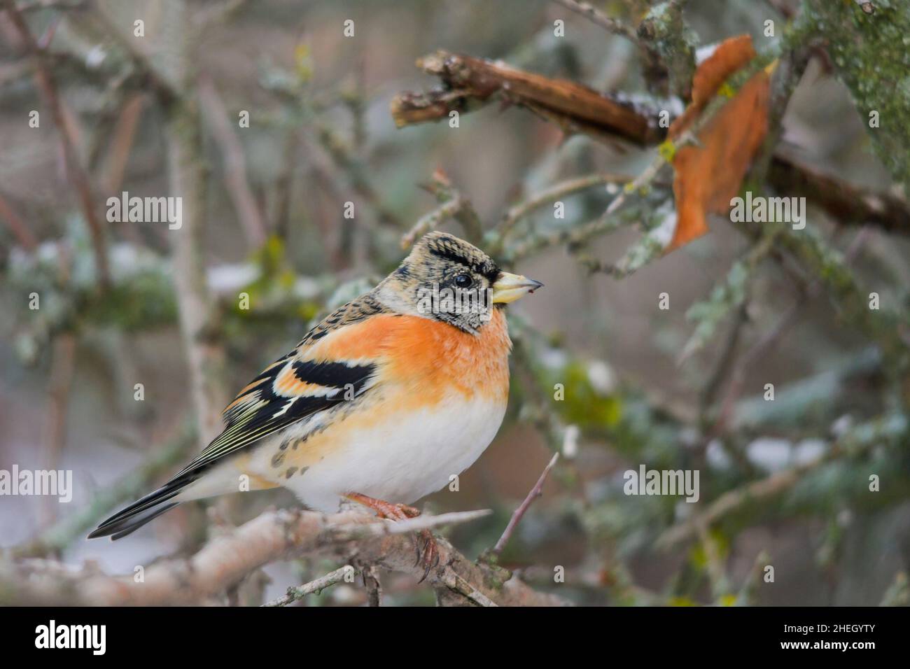 The king finch is a species of passerine bird in the Fringillidae ...