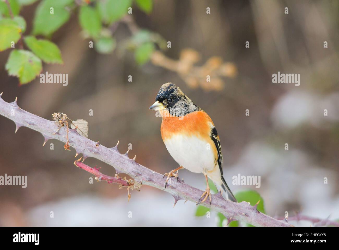 The king finch is a species of passerine bird in the Fringillidae ...