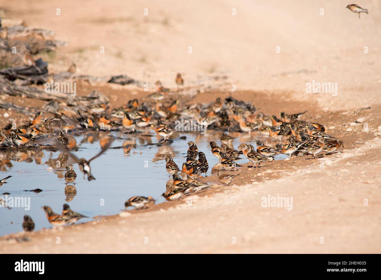The king finch is a species of passerine bird in the Fringillidae ...