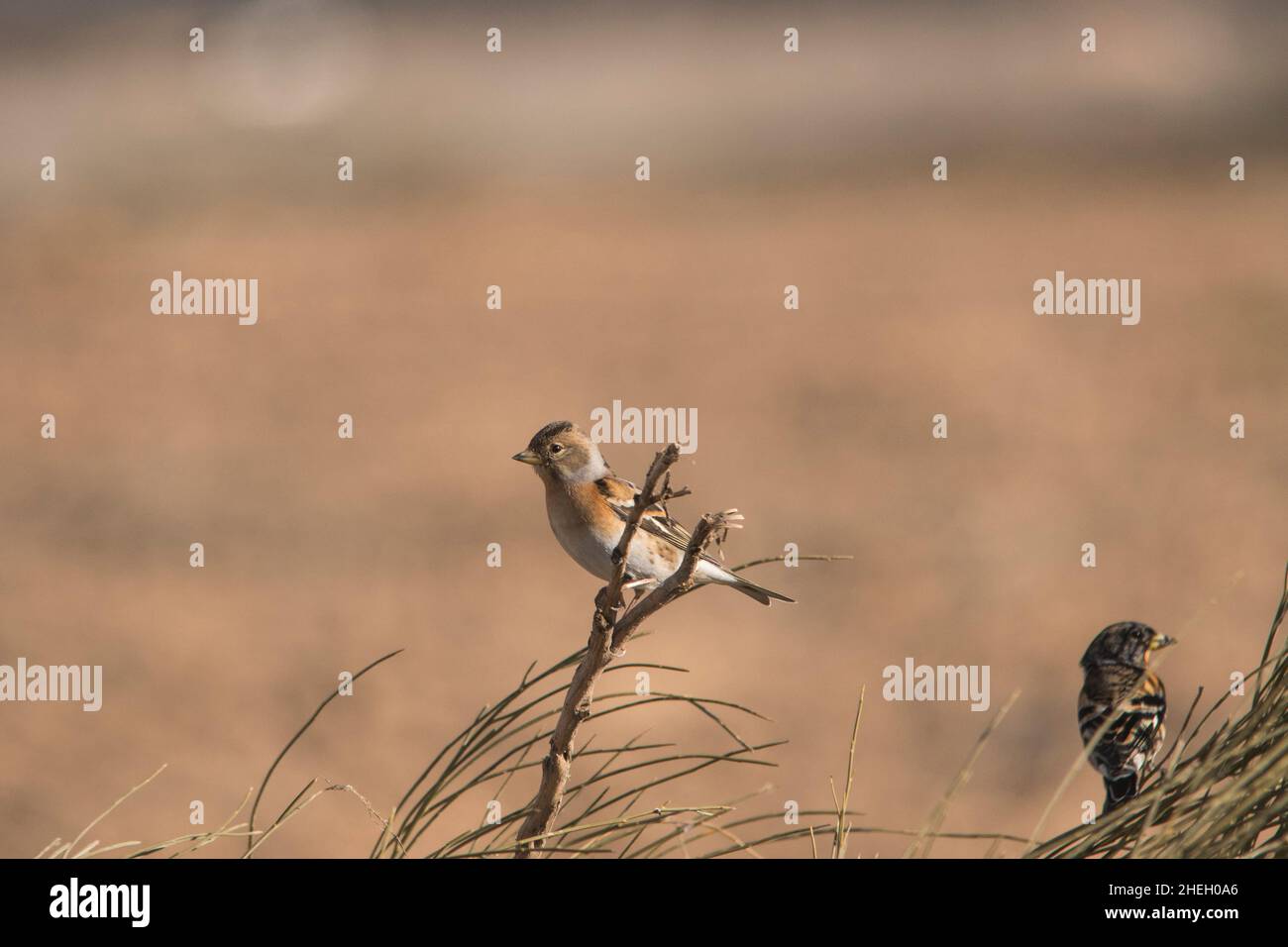 The king finch is a species of passerine bird in the Fringillidae ...