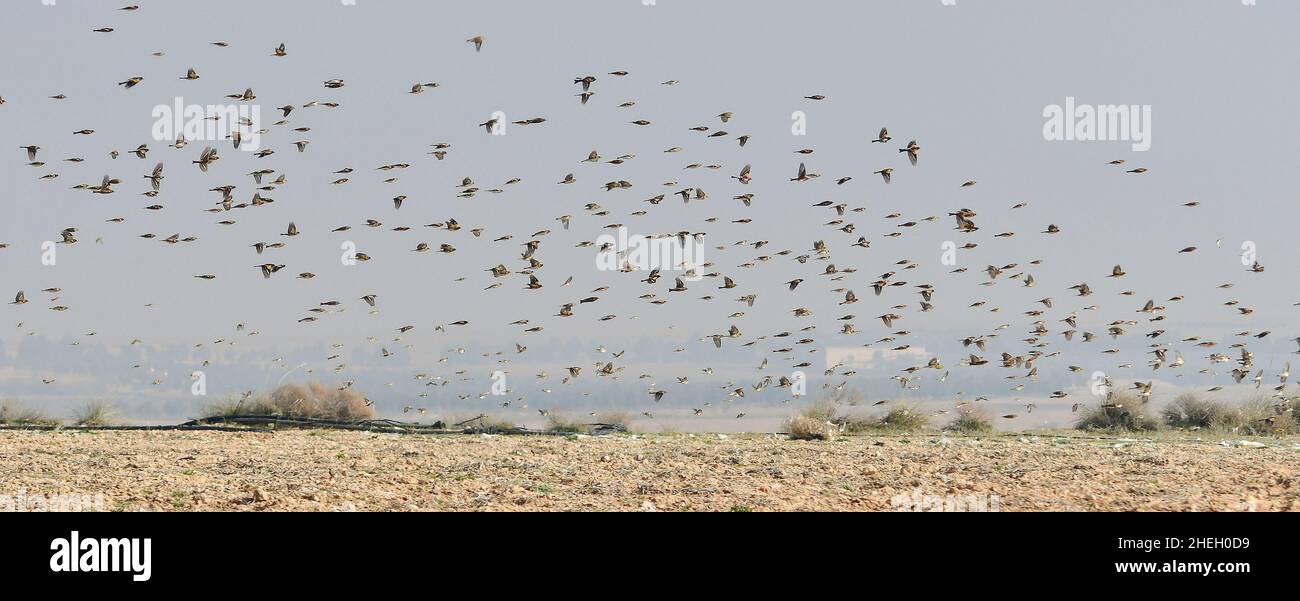 The king finch is a species of passerine bird in the Fringillidae ...