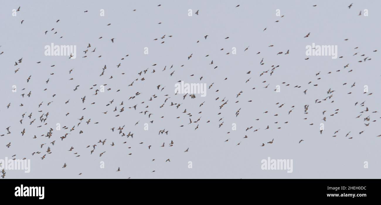 The king finch is a species of passerine bird in the Fringillidae ...