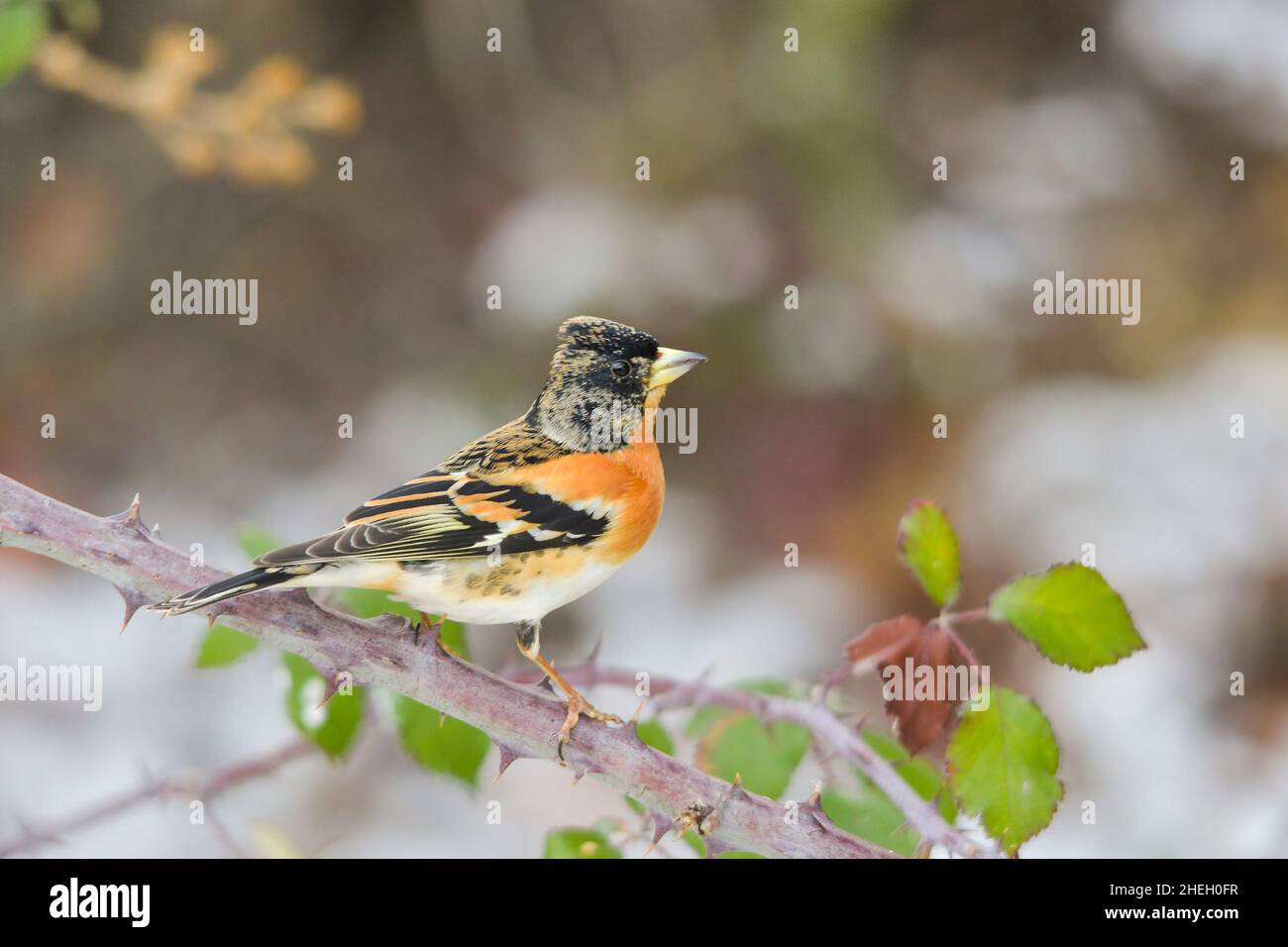 The king finch is a species of passerine bird in the Fringillidae ...