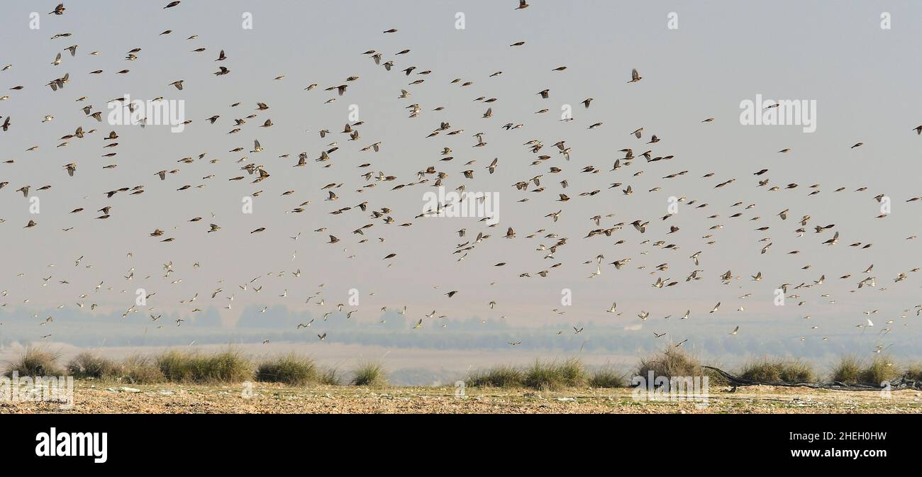 King finch hi-res stock photography and images - Alamy