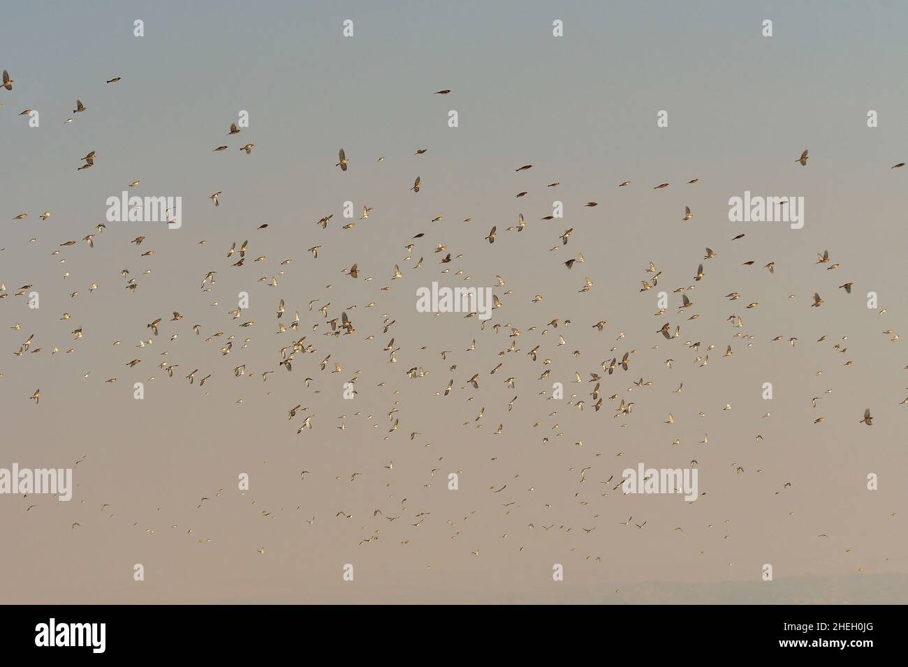 The king finch is a species of passerine bird in the Fringillidae ...