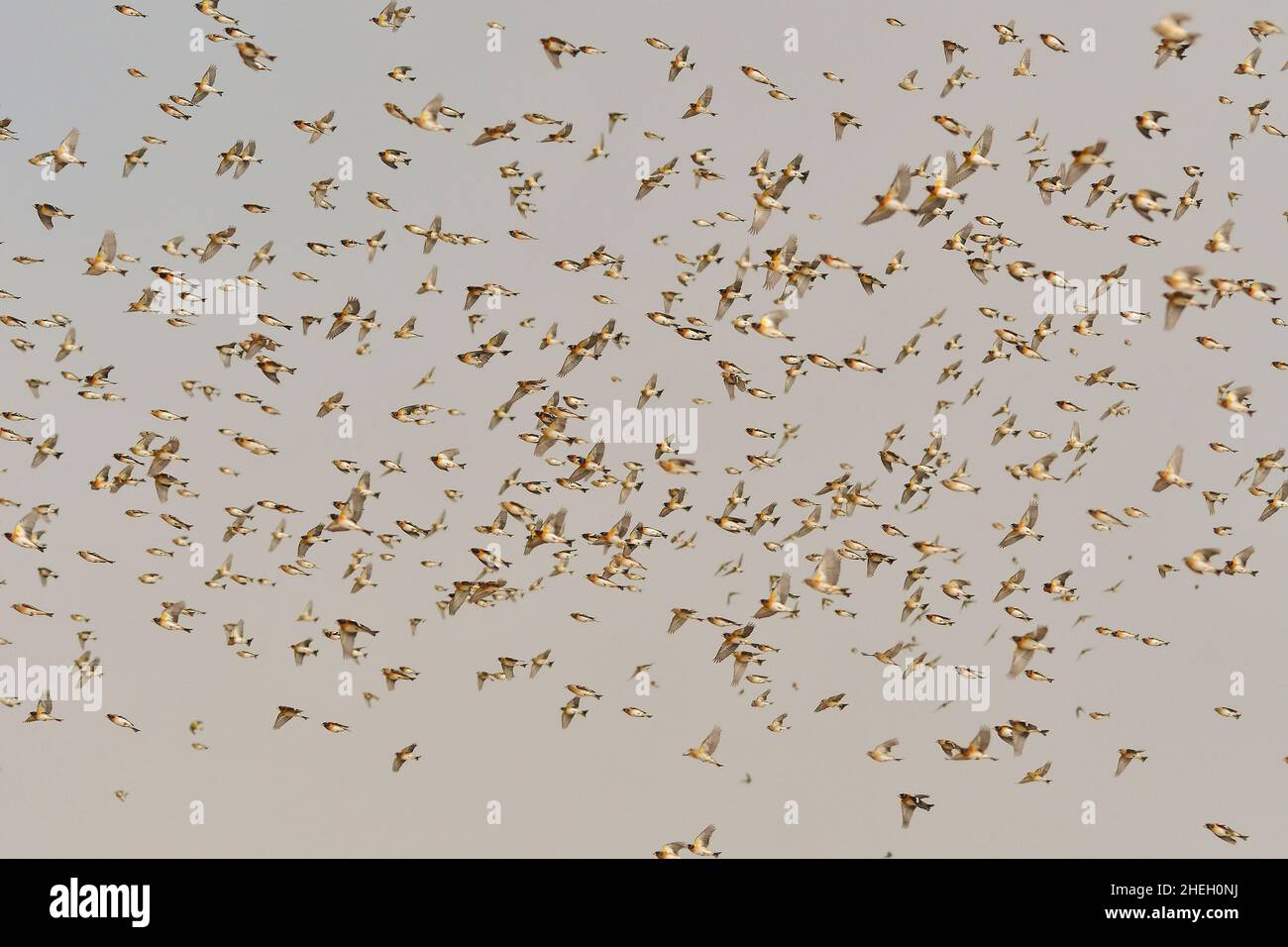 The king finch is a species of passerine bird in the Fringillidae ...