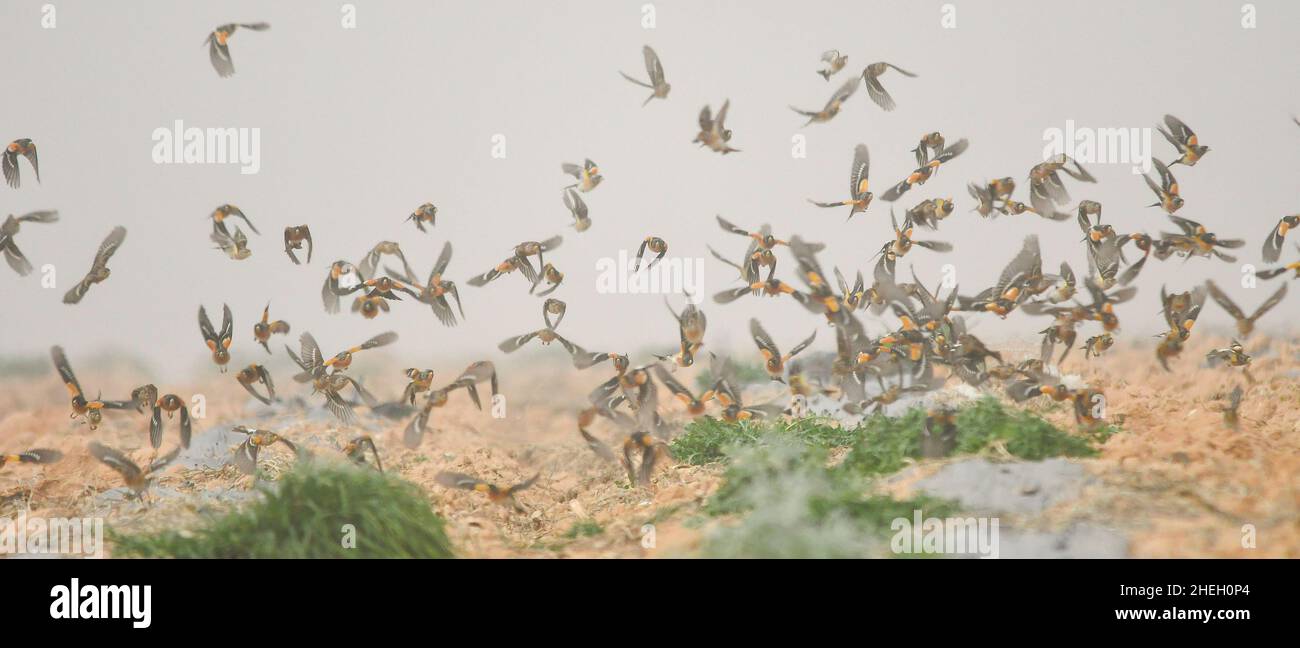 The king finch is a species of passerine bird in the Fringillidae ...