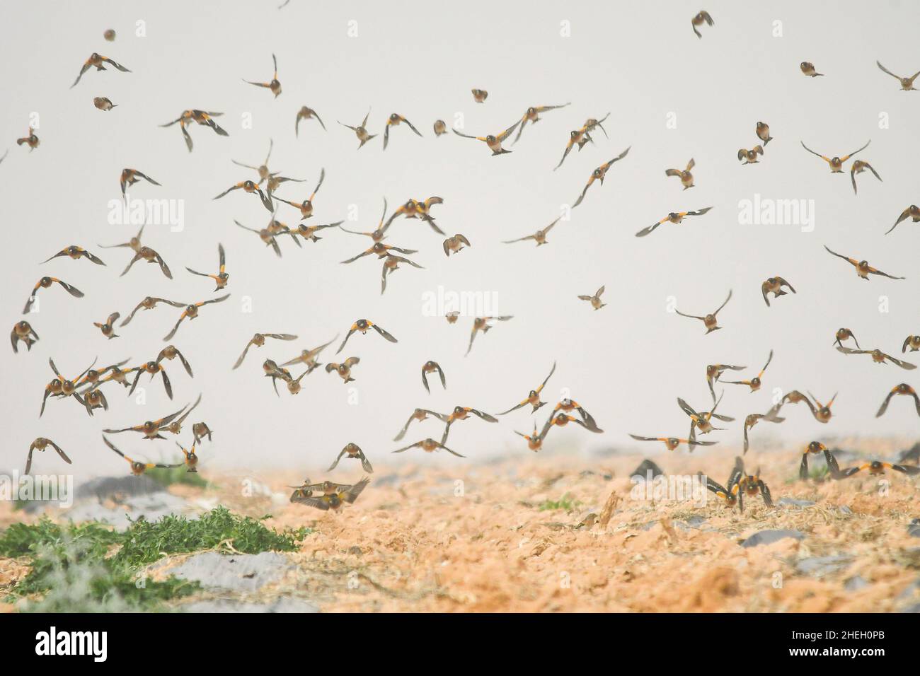 The king finch is a species of passerine bird in the Fringillidae ...