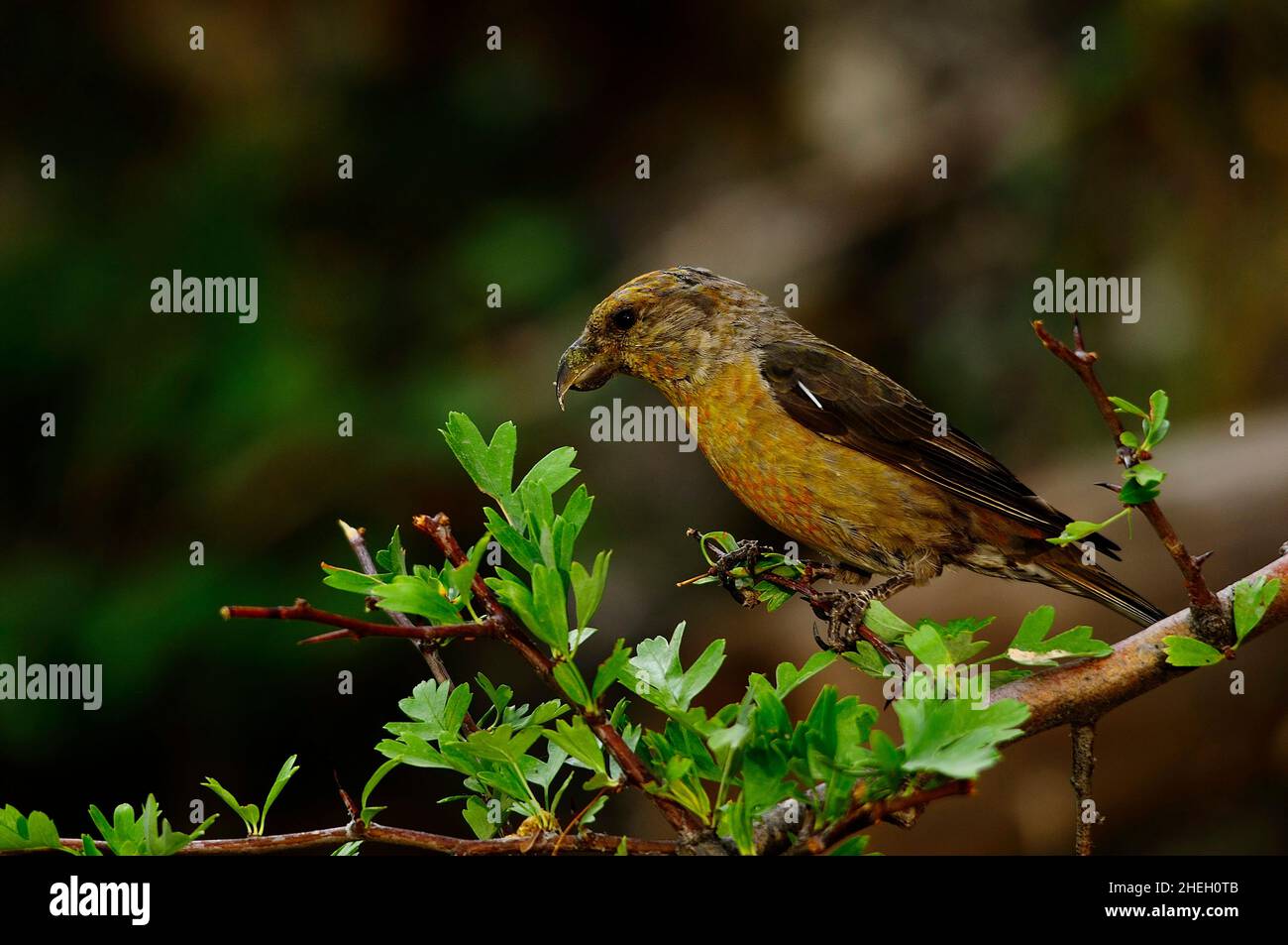 The common crossbill is a species of small passerine bird in the ...