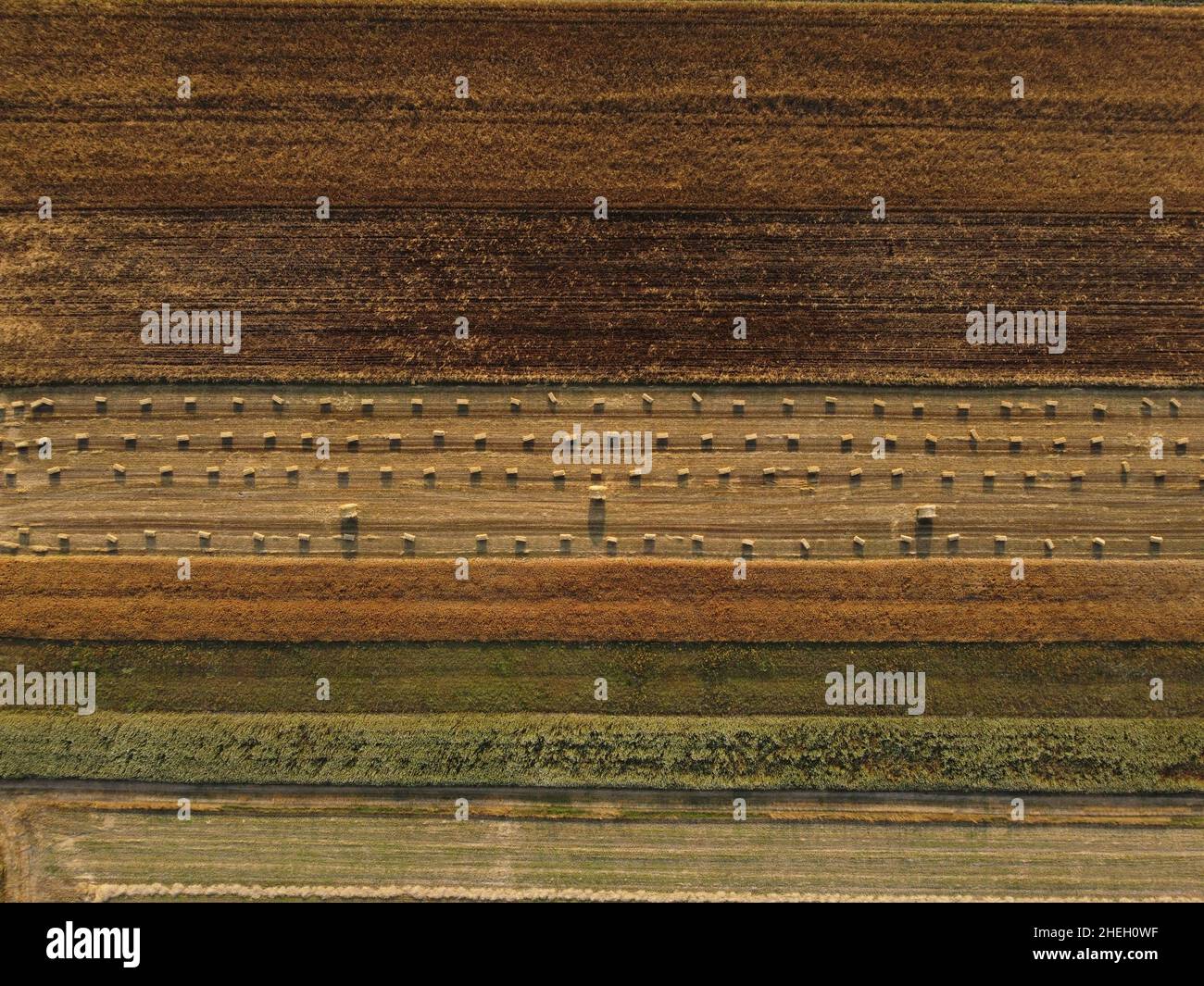 Aerial view and top view of wheat fields. Beautiful nature background ...