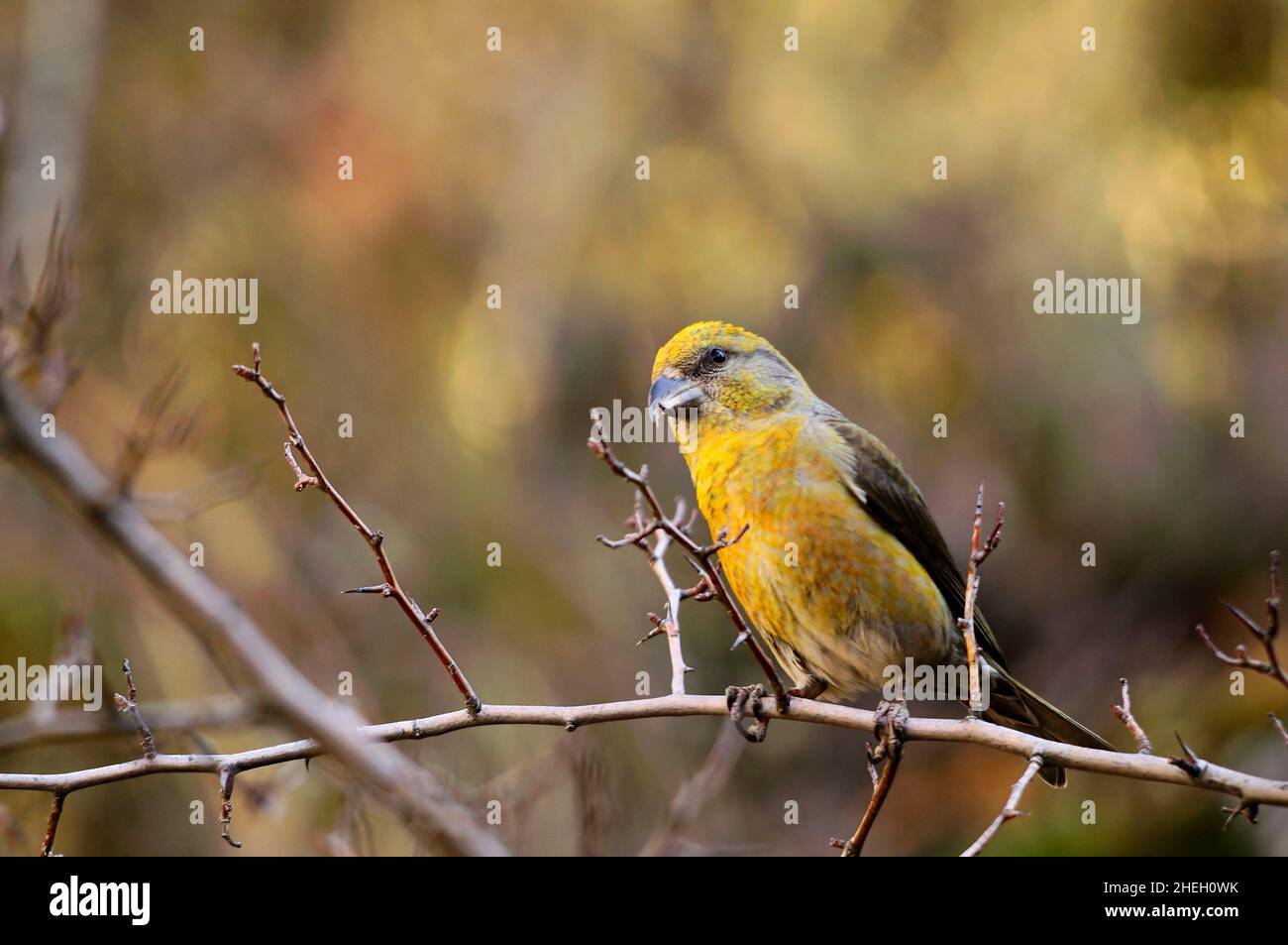 The common crossbill is a species of small passerine bird in the ...