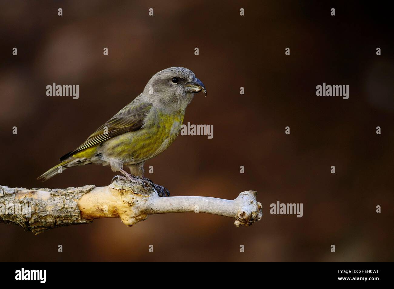 The common crossbill is a species of small passerine bird in the ...