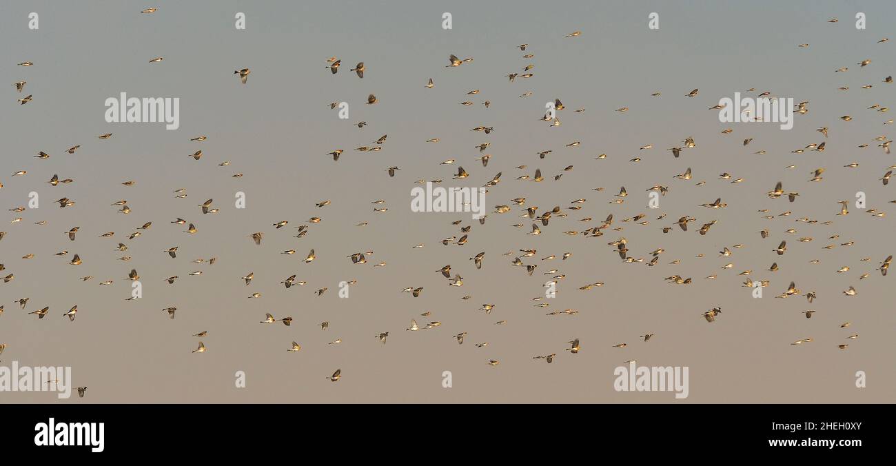 The king finch is a species of passerine bird in the Fringillidae ...