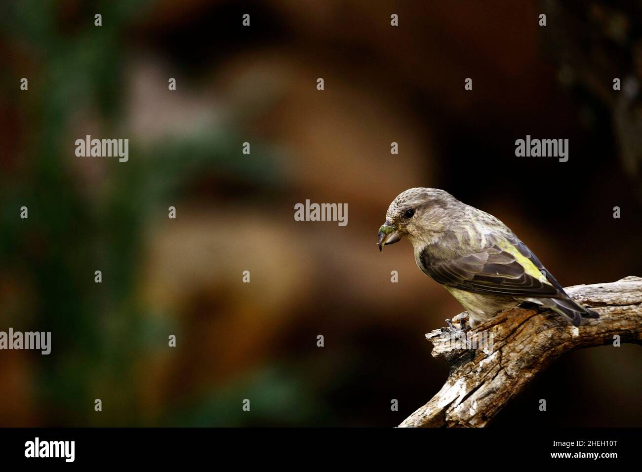 The common crossbill is a species of small passerine bird in the ...