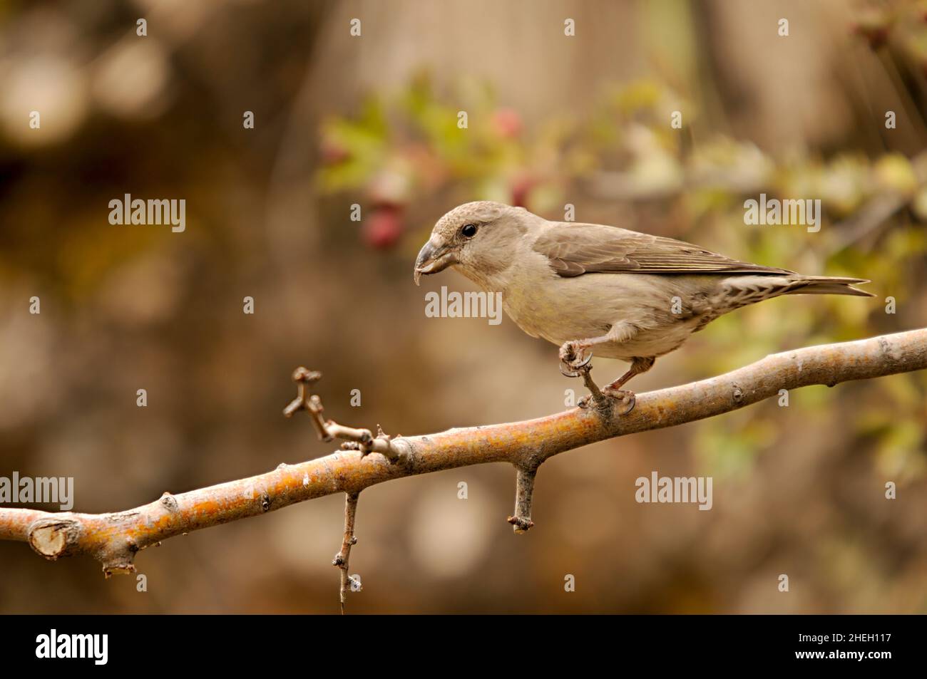 The common crossbill is a species of small passerine bird in the ...