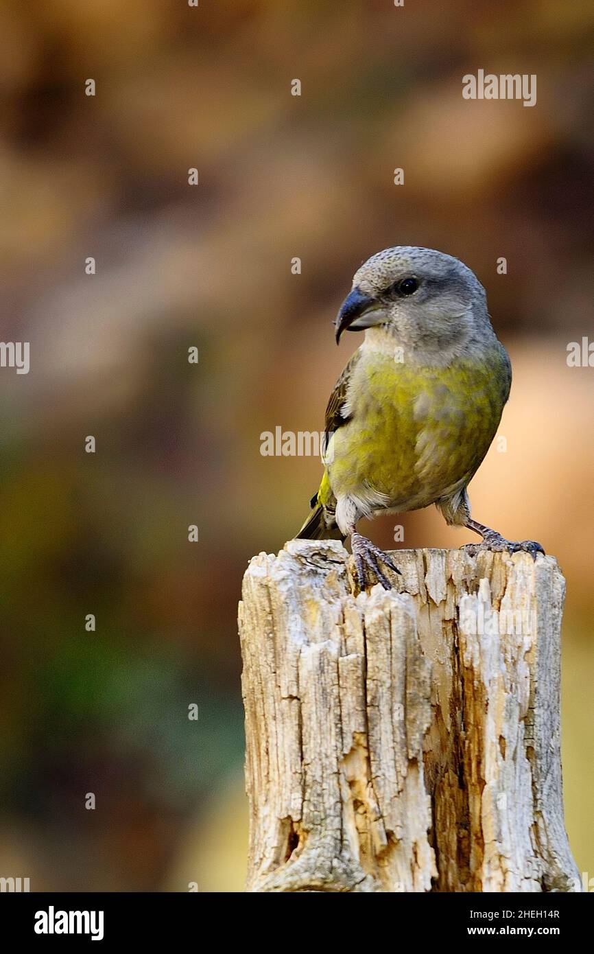 The common crossbill is a species of small passerine bird in the ...