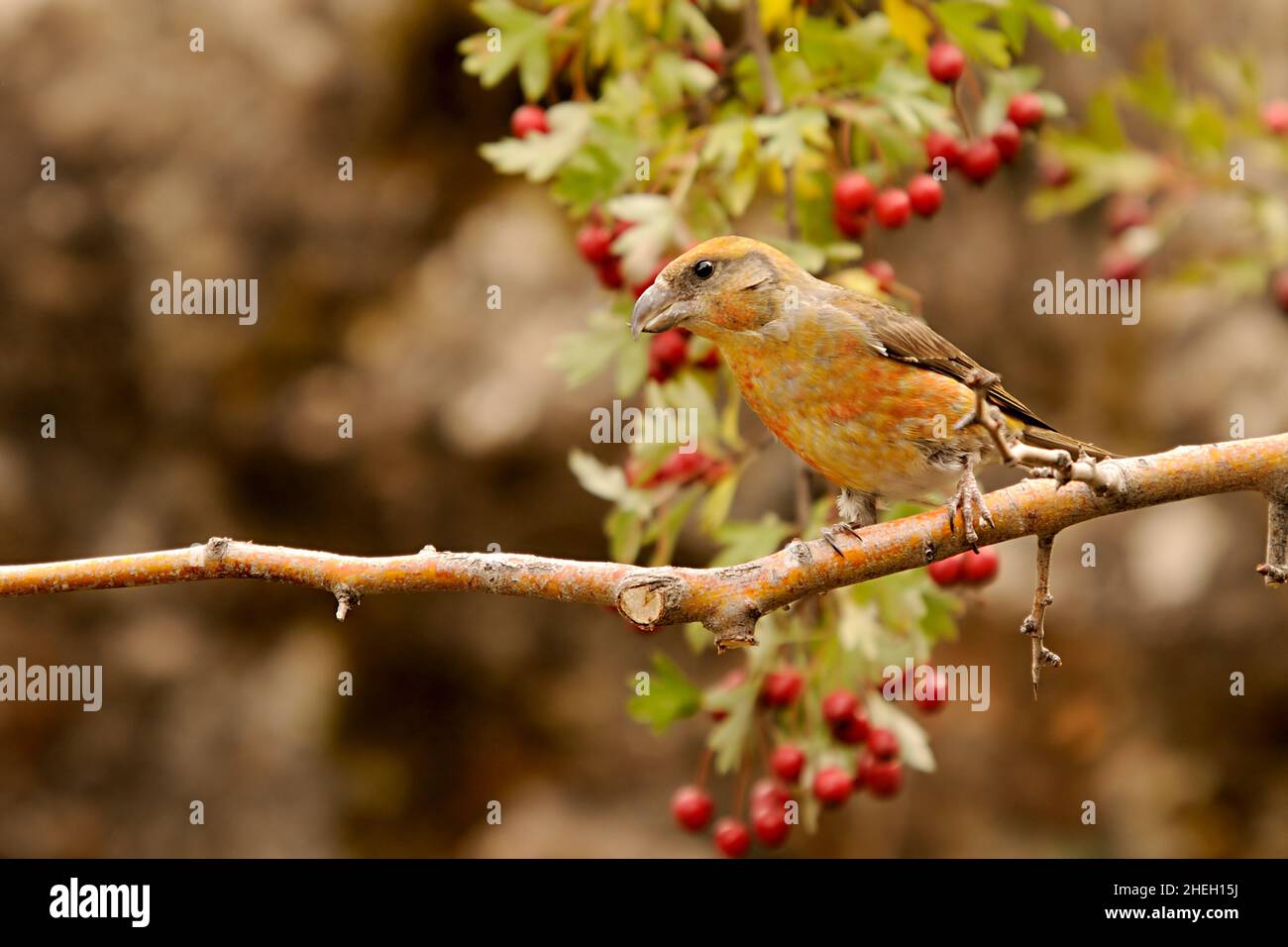 The common crossbill is a species of small passerine bird in the ...