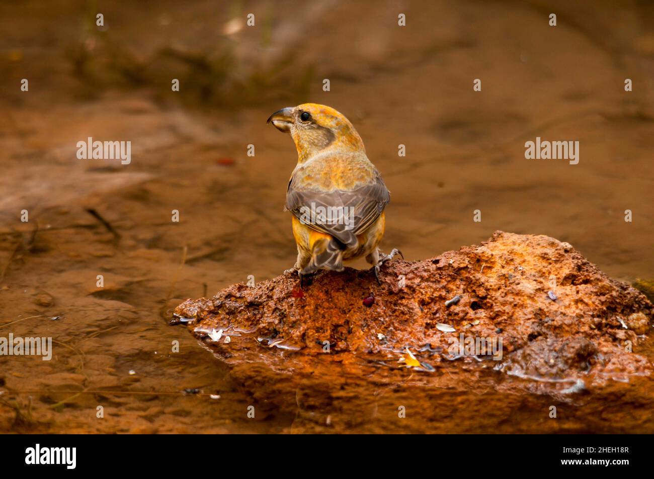 The common crossbill is a species of small passerine bird in the ...