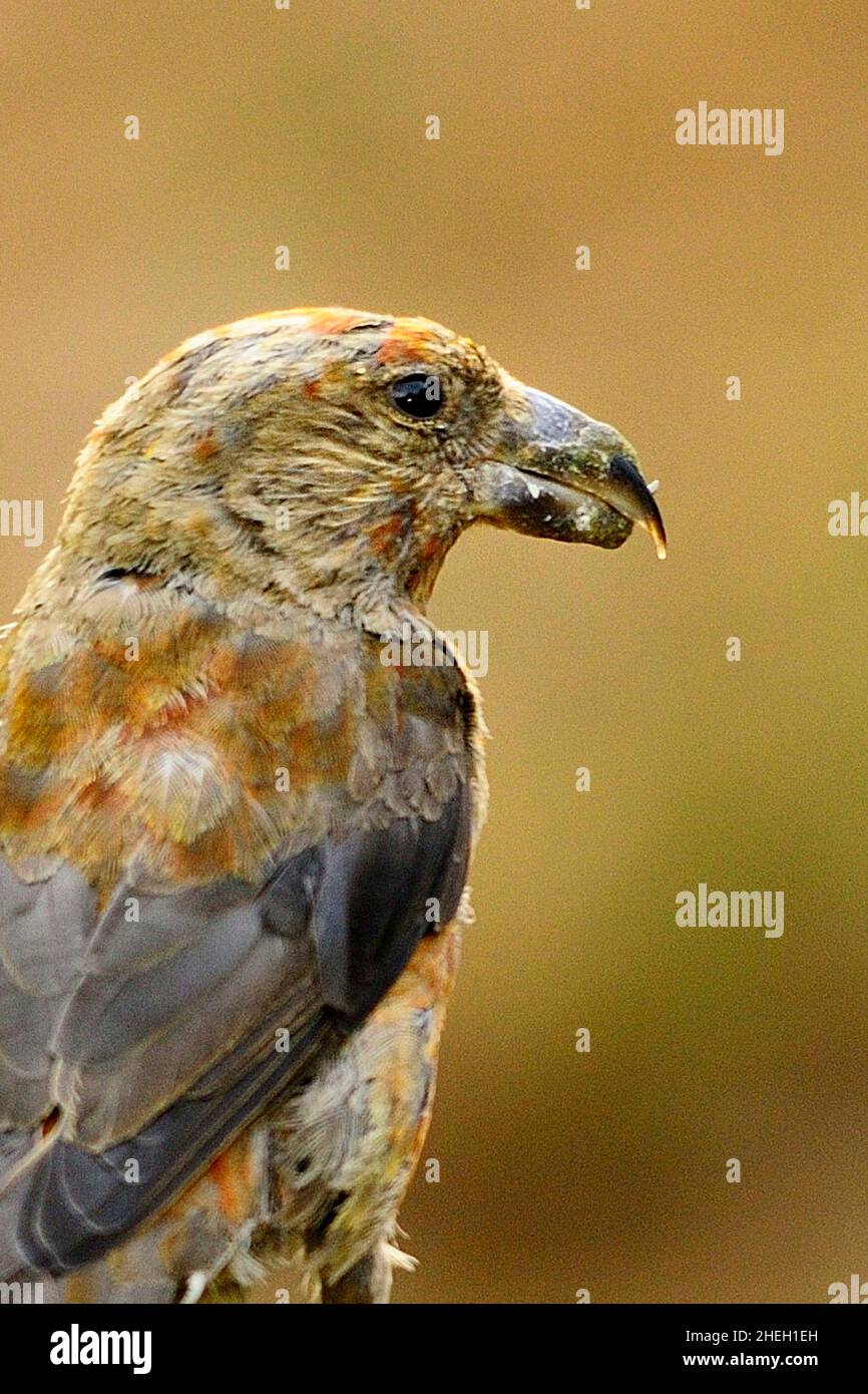 The common crossbill is a species of small passerine bird in the ...