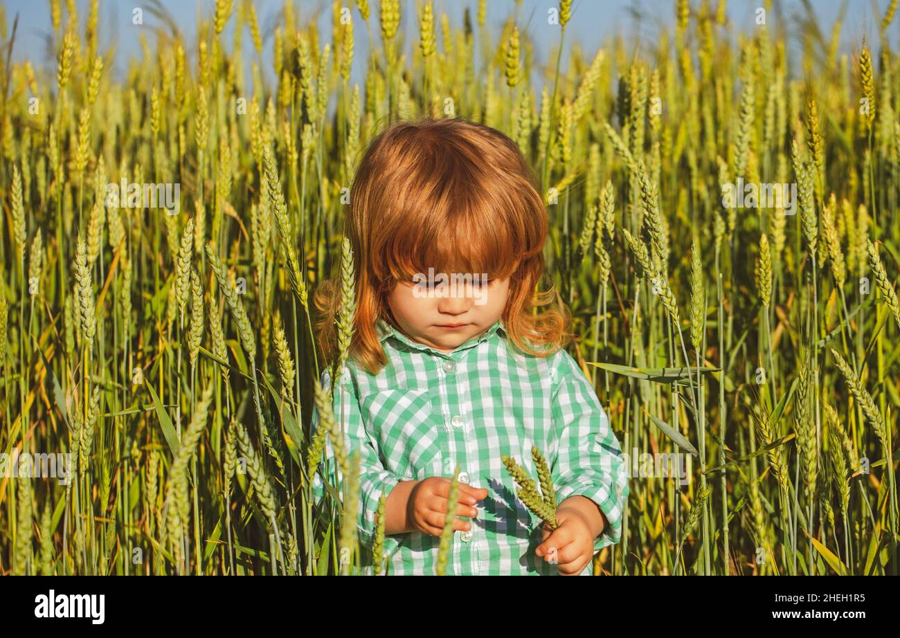 Portrait of a little baby boy in a wheat field outdoor in the farm ...