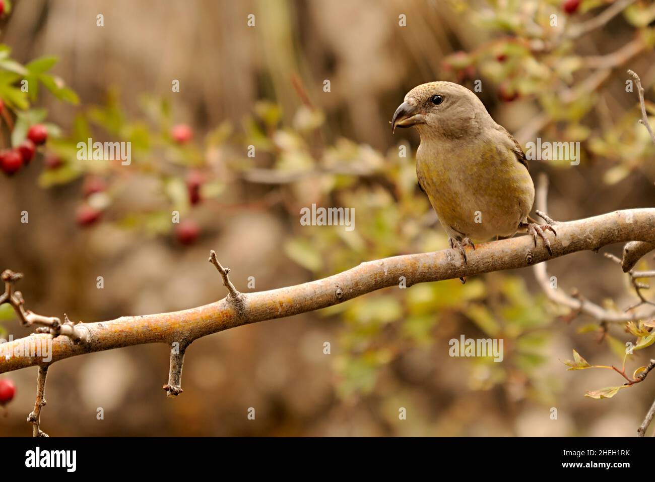 The common crossbill is a species of small passerine bird in the ...