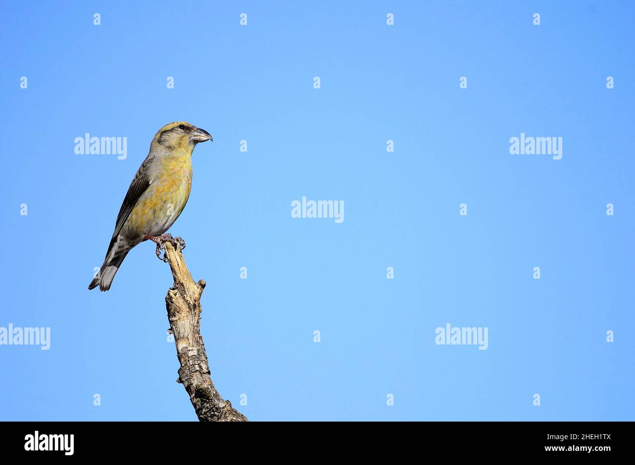 The common crossbill is a species of small passerine bird in the ...