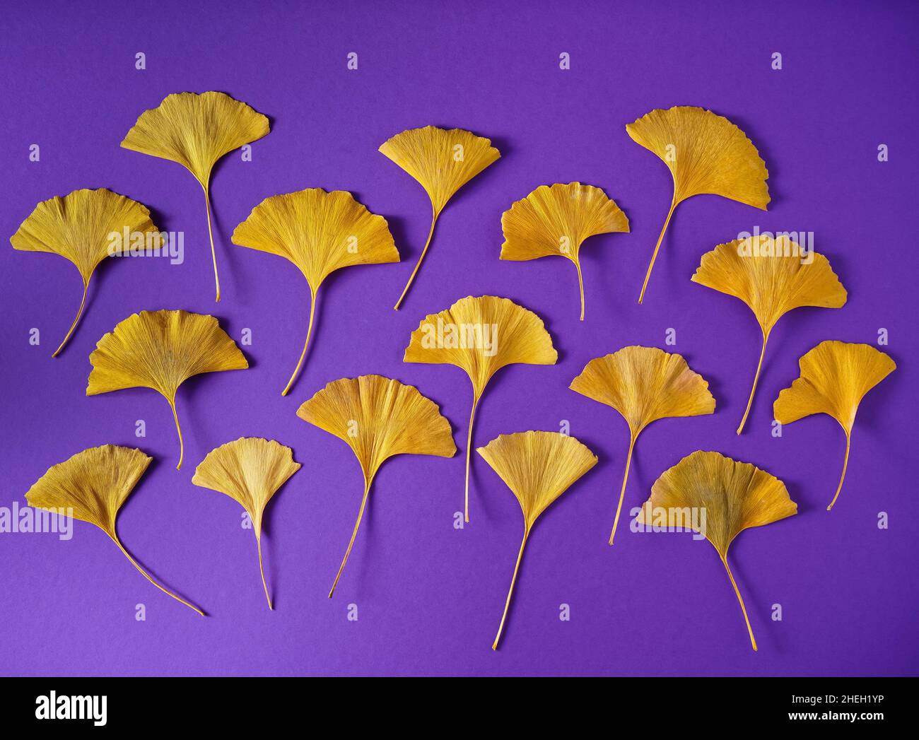 Plant of the Jurassic period Ginkgo Biloba. Yellow leaves on a lilac ...
