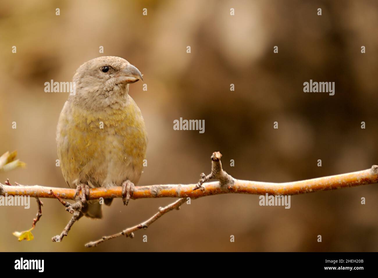 The common crossbill is a species of small passerine bird in the ...