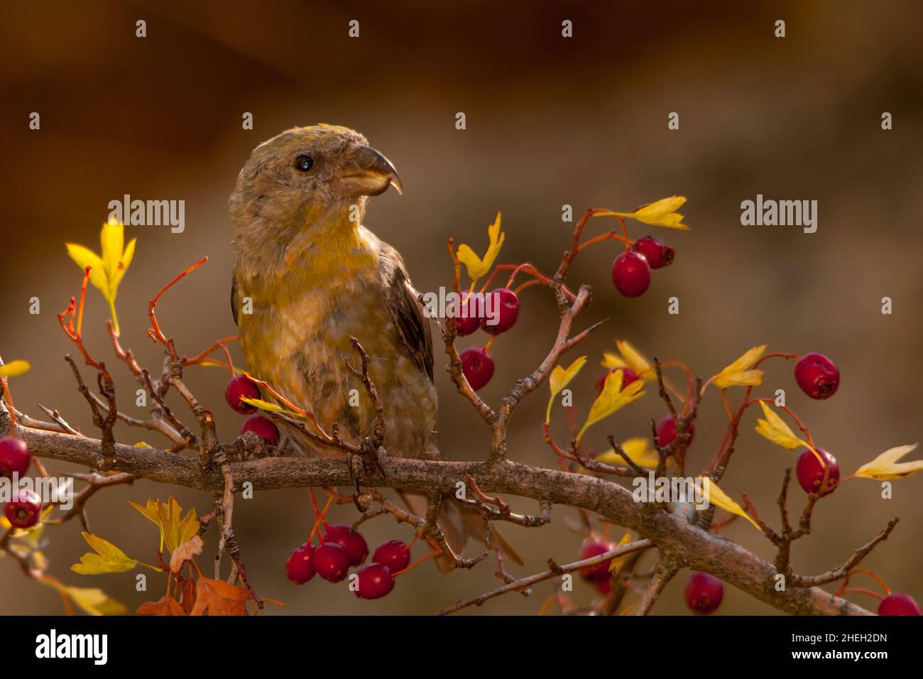 Loxia curvirostra - The common crossbill is a species of small ...