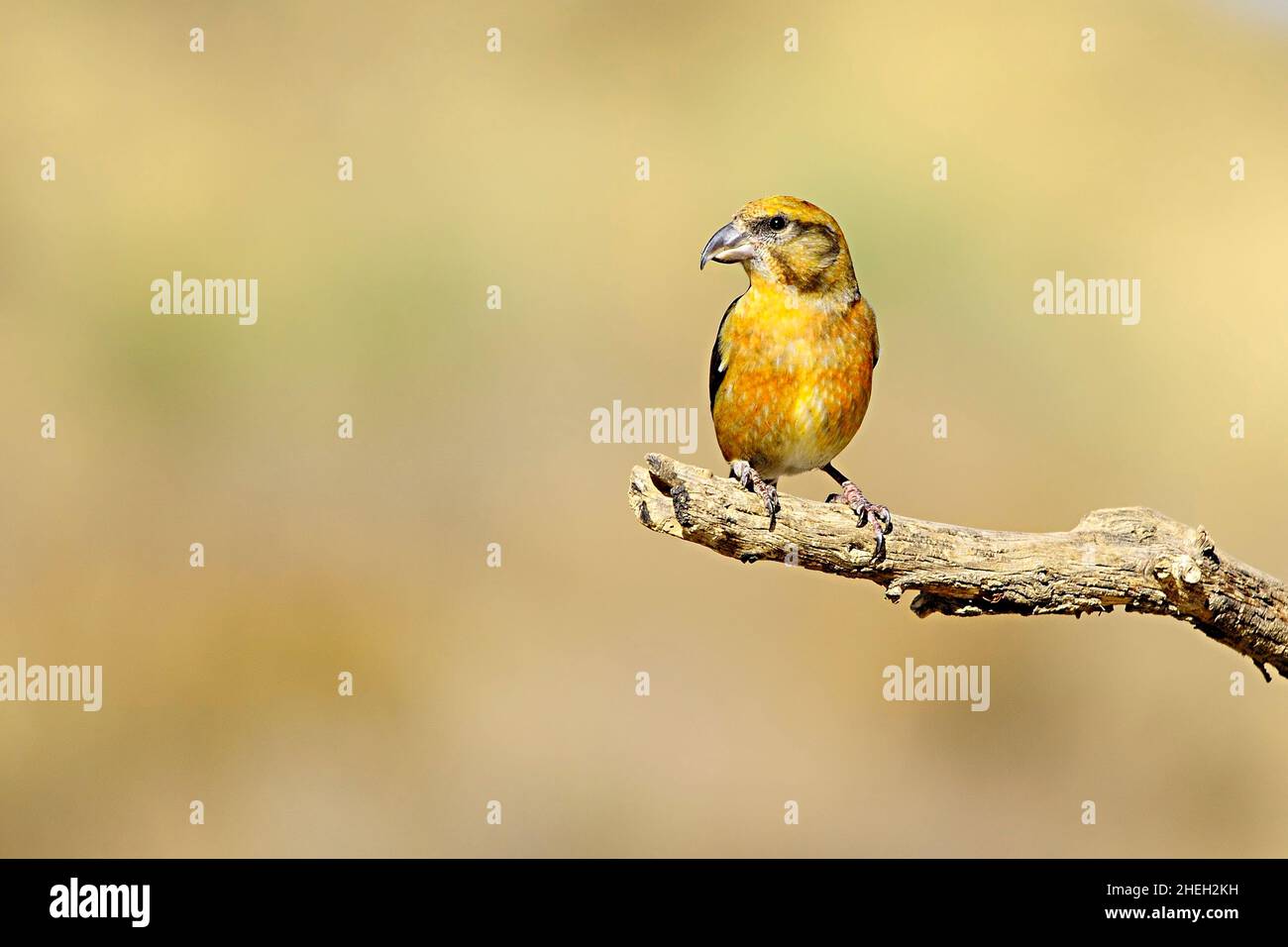 Loxia curvirostra - The common crossbill is a species of small ...