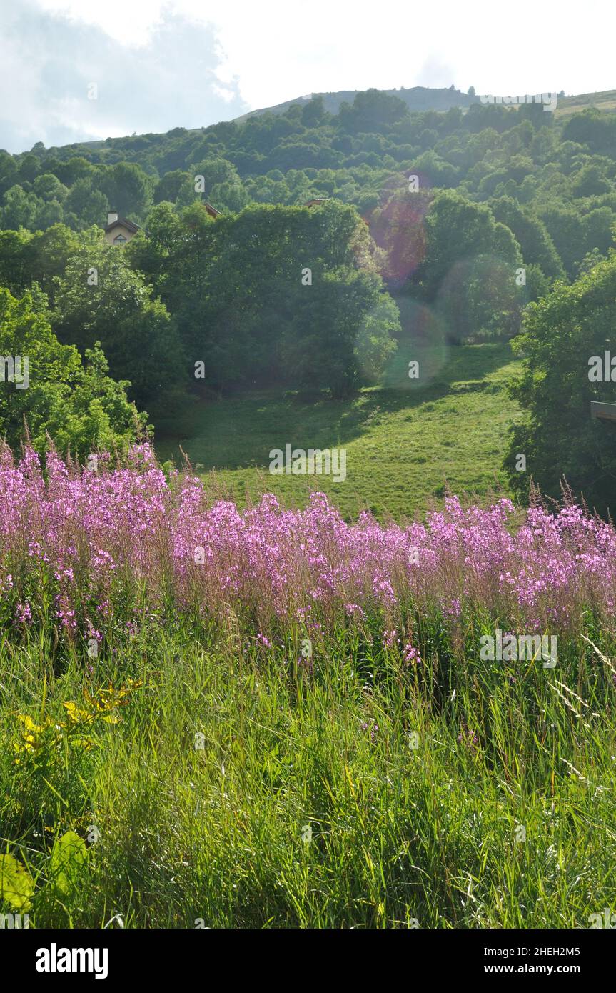Beautiful purple alpine fireweed hi-res stock photography and images ...