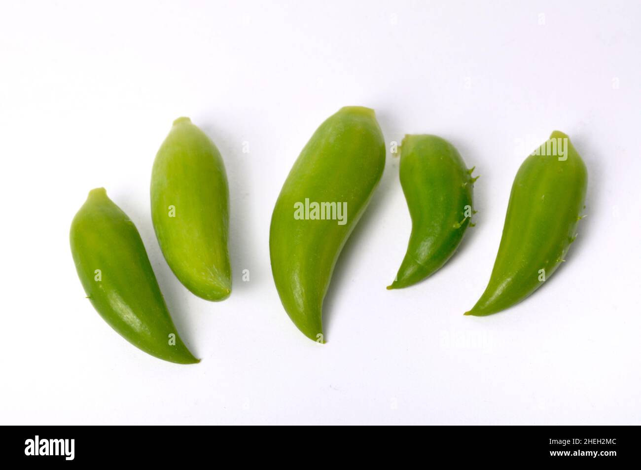Fresh achocha hi-res stock photography and images - Alamy