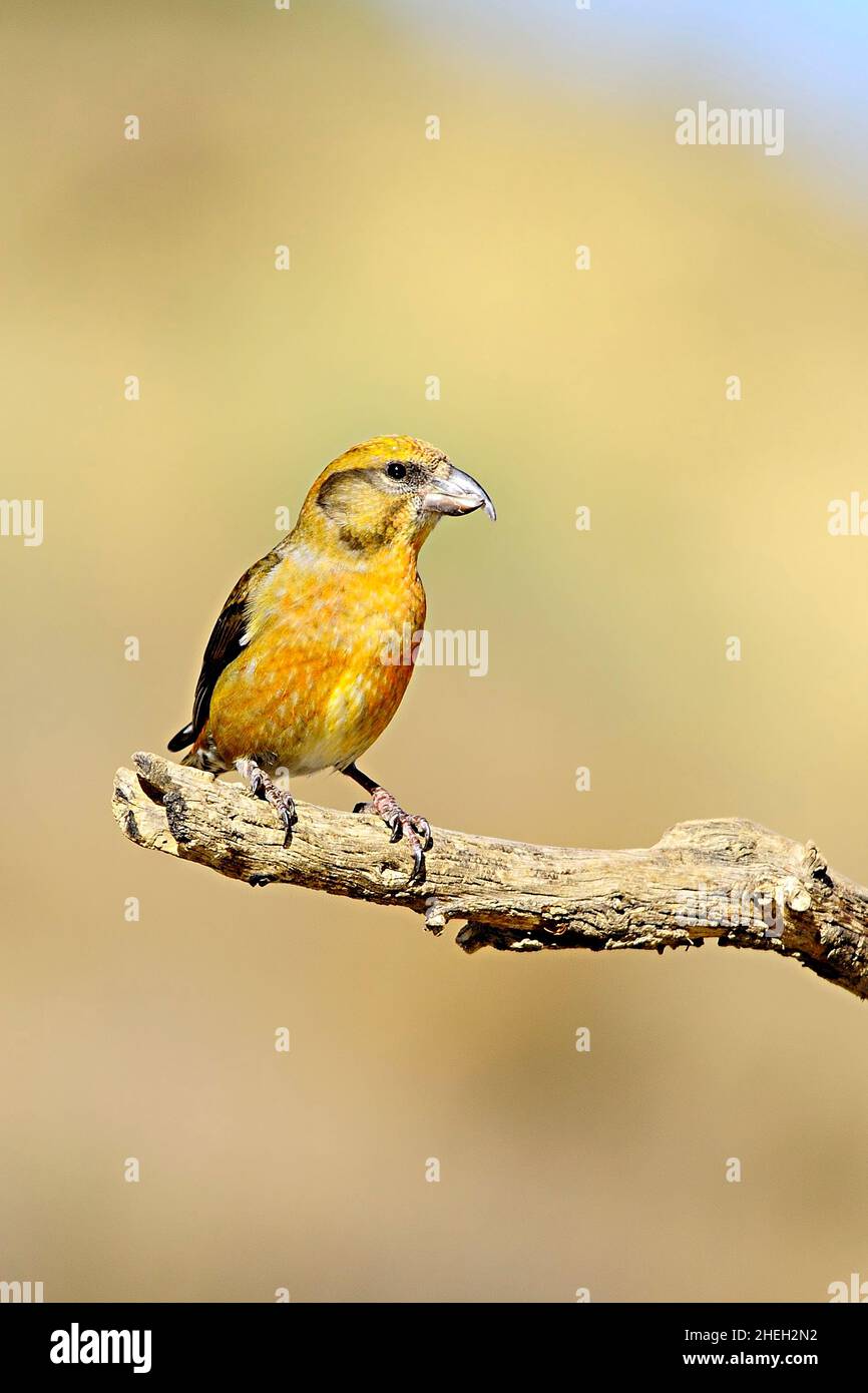 Loxia curvirostra - The common crossbill is a species of small ...