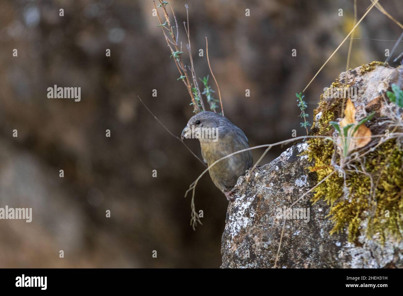 Loxia curvirostra - The common crossbill is a species of small ...