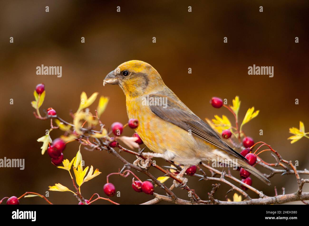 Loxia curvirostra - The common crossbill is a species of small ...